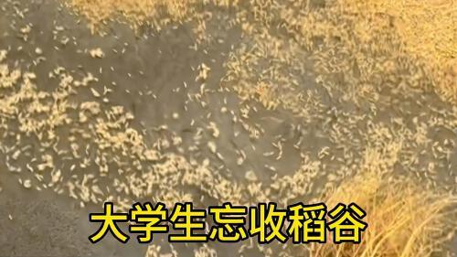 大学生晒稻谷,睡了一觉忘了收!