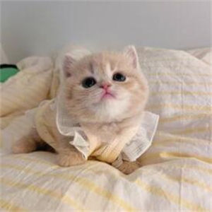 小满和她的猫