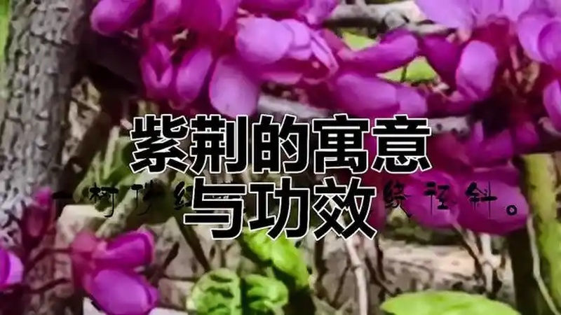 紫荆象征亲情,花可入药或食用,具有清热解毒的功效