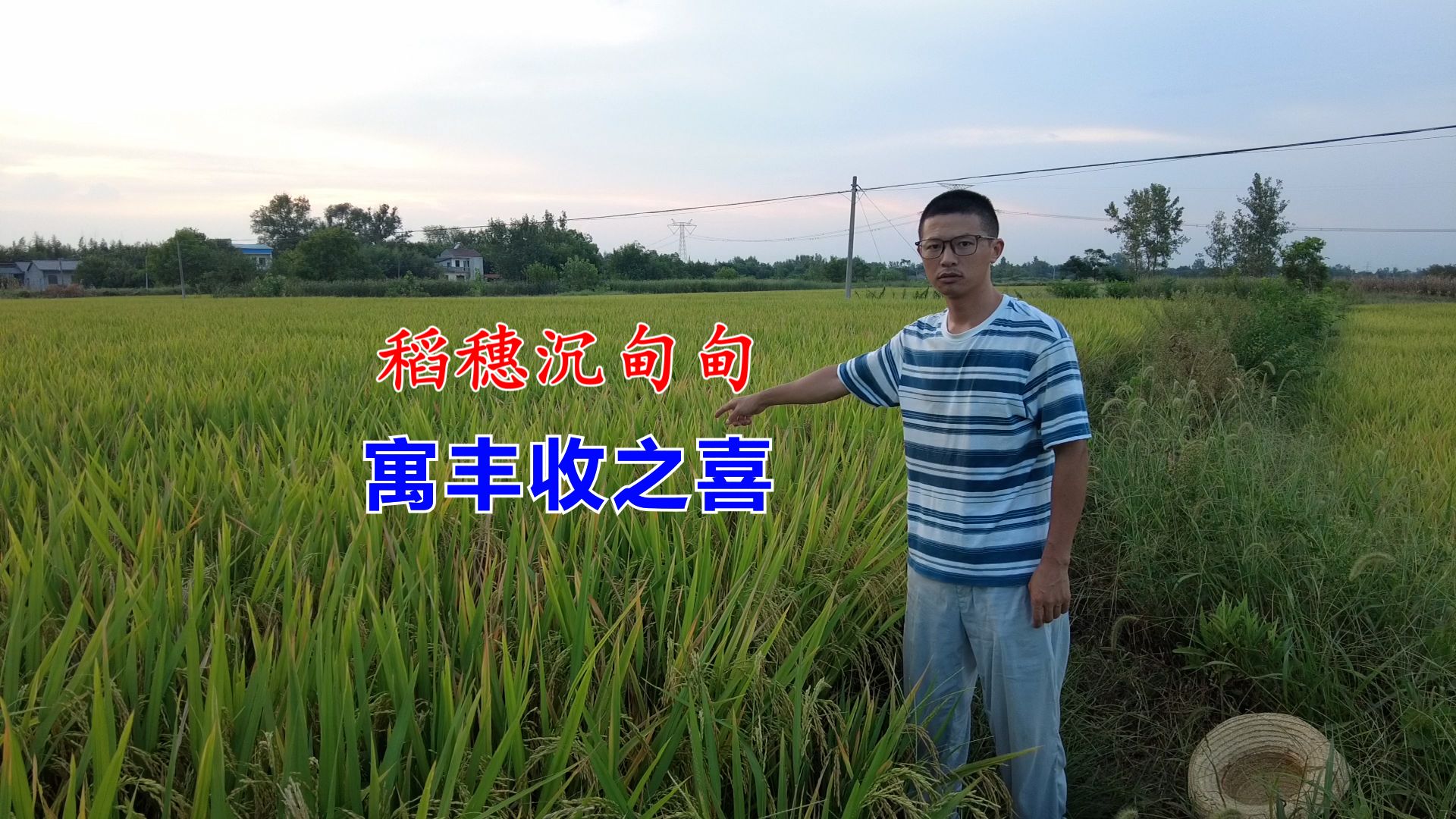 水稻田间,稻穗沉甸甸,满载耕耘回报与丰收喜