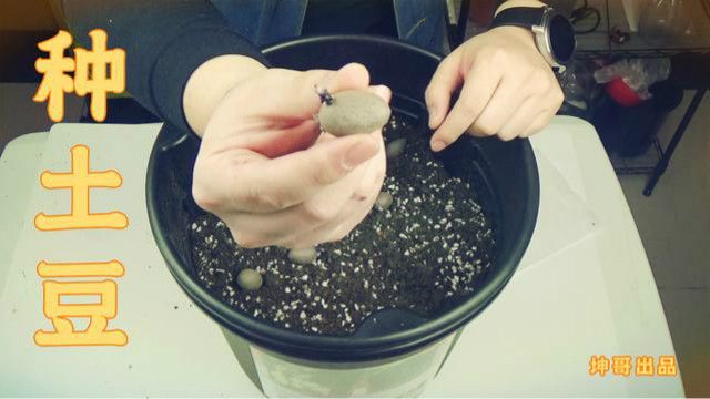 春天种下6粒种薯,秋天收获一筐土豆