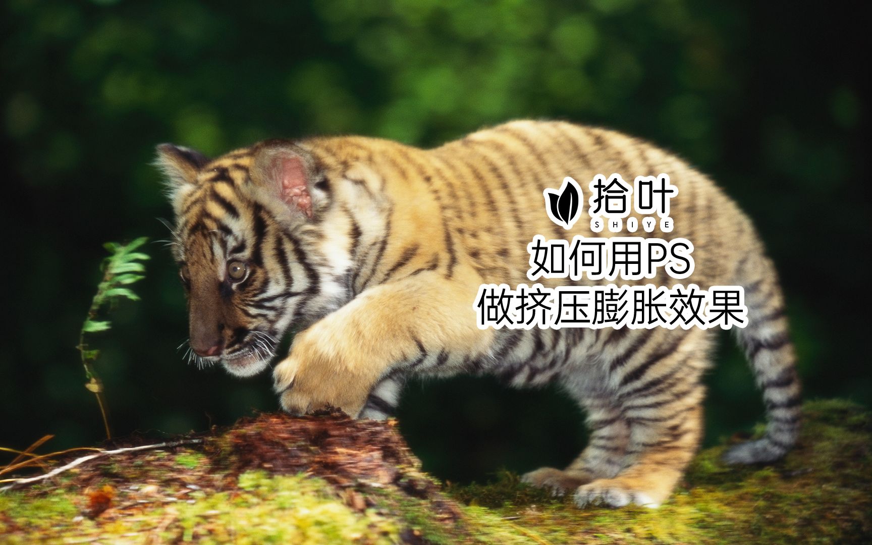 如何用PS做挤压膨胀效果?