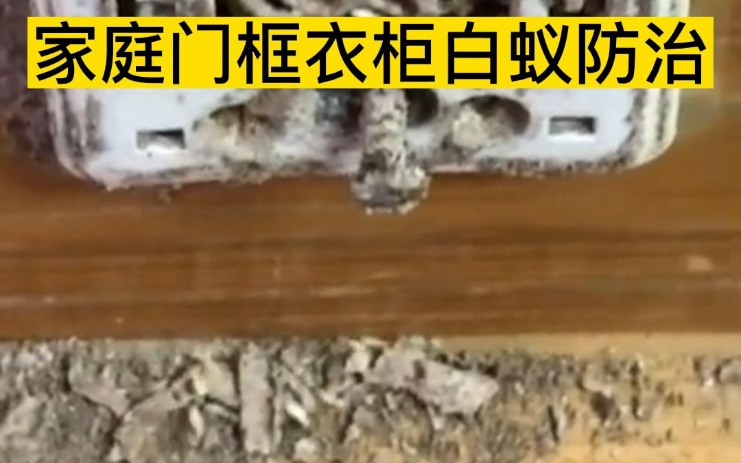 东莞惠州深圳家庭门框衣柜地板上门灭治白蚁防治公司杀灭白蚁除白...