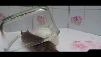 盘点5个简单的捕鼠器,经济环保特别适合家庭实用
