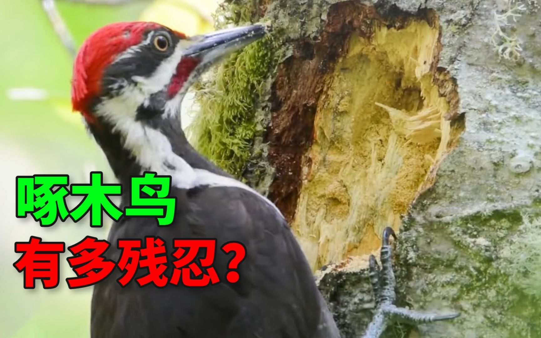 吸食幼鸟脑髓残害树木,啄木鸟背后的真面目竟如此残忍,颠覆认知