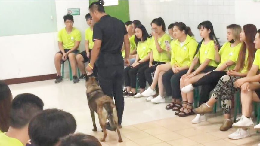 圣宠训犬师培训学校教你训练宠物!