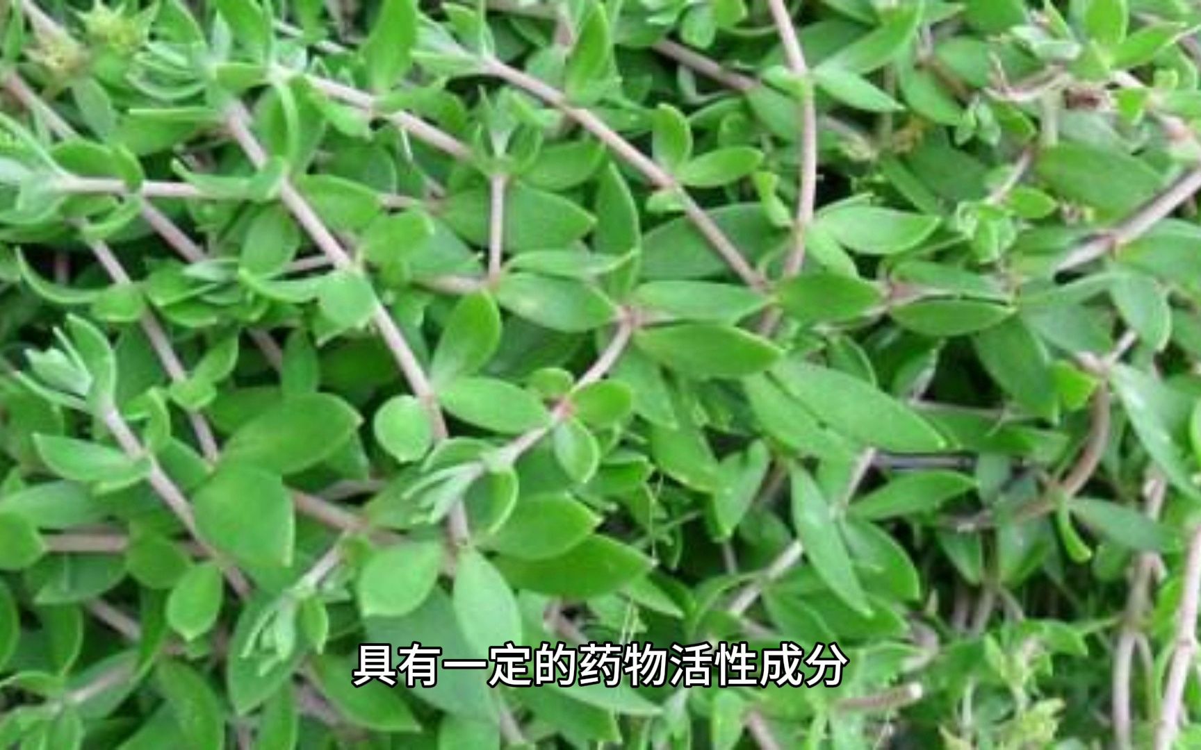 垂盆草植物的生长环境以及作用价值