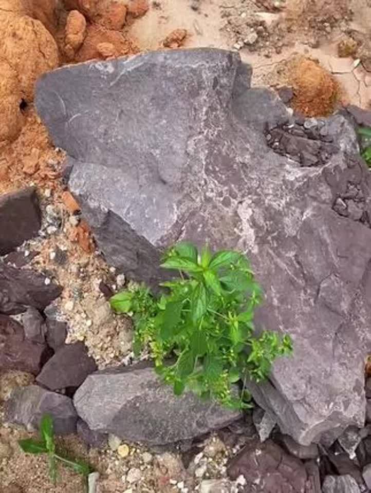 #植物#万物生长 #三农 #在家种菜 #记录我的农村生活