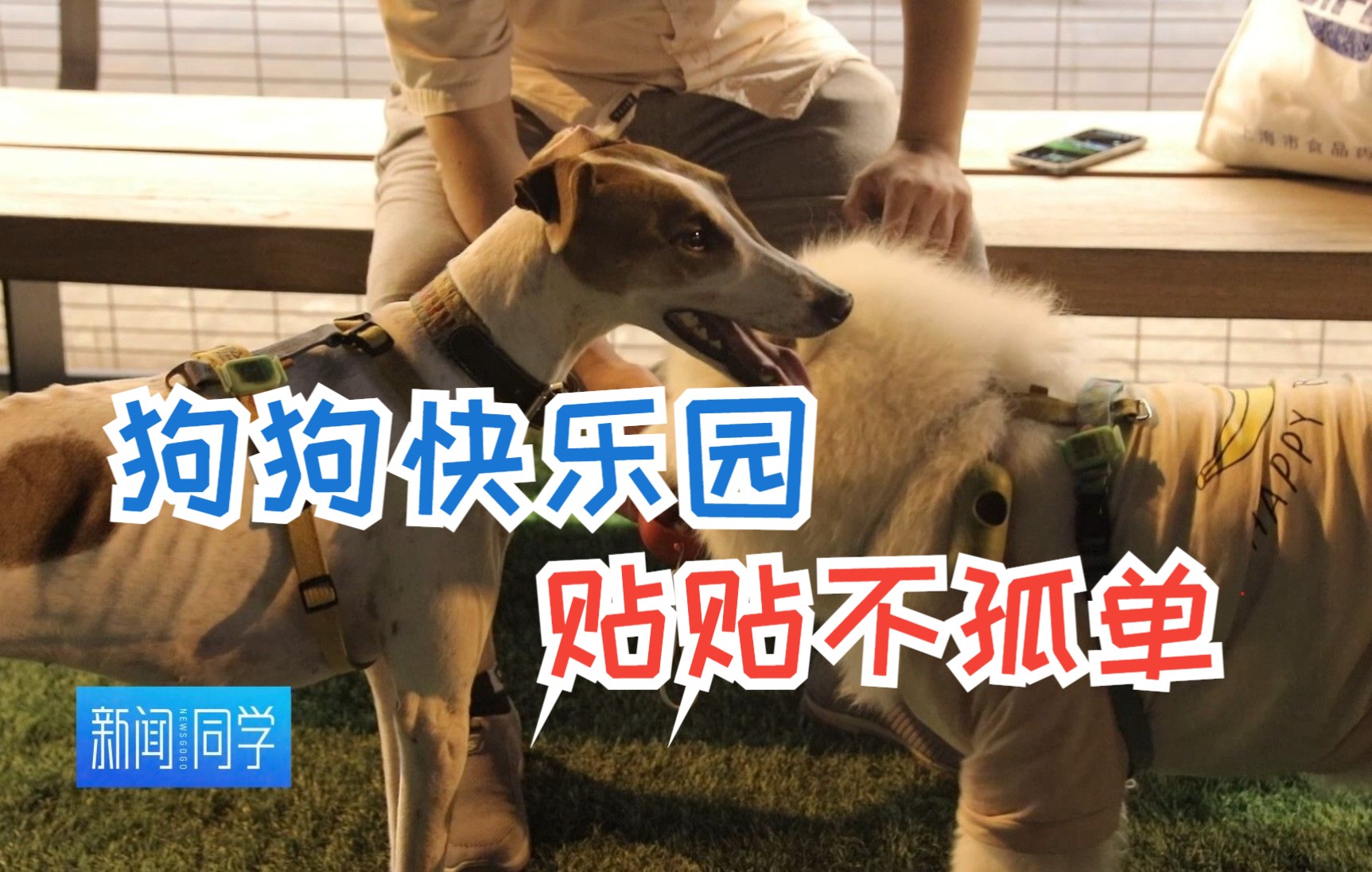 新闻同学:狗GO乐园:“毛孩子”们畅玩的场所