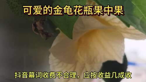 抖音剪映幕词收费应按收益分成收