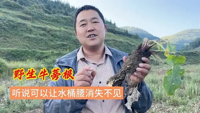 牛蒡的根茎是一种高端的药材,可以泡水据说可以消除水桶腰大肚腩
