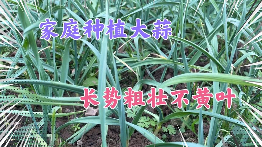 家庭种植大蒜想要长得快又壮,管理方法简单大蒜长势喜人操作简单