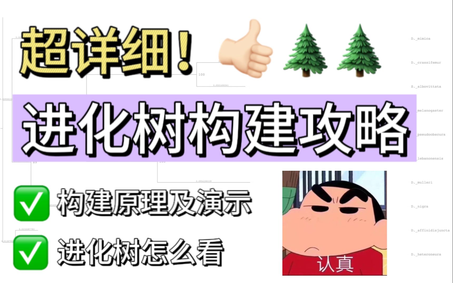 学姐这个方法巨实用!终于有人把进化树构建一次讲明白了!