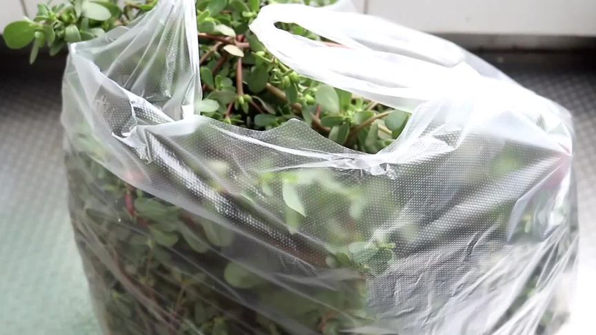 三伏天多喝这款炒米茶消食化积补脾又减肥家中常备解渴助消化