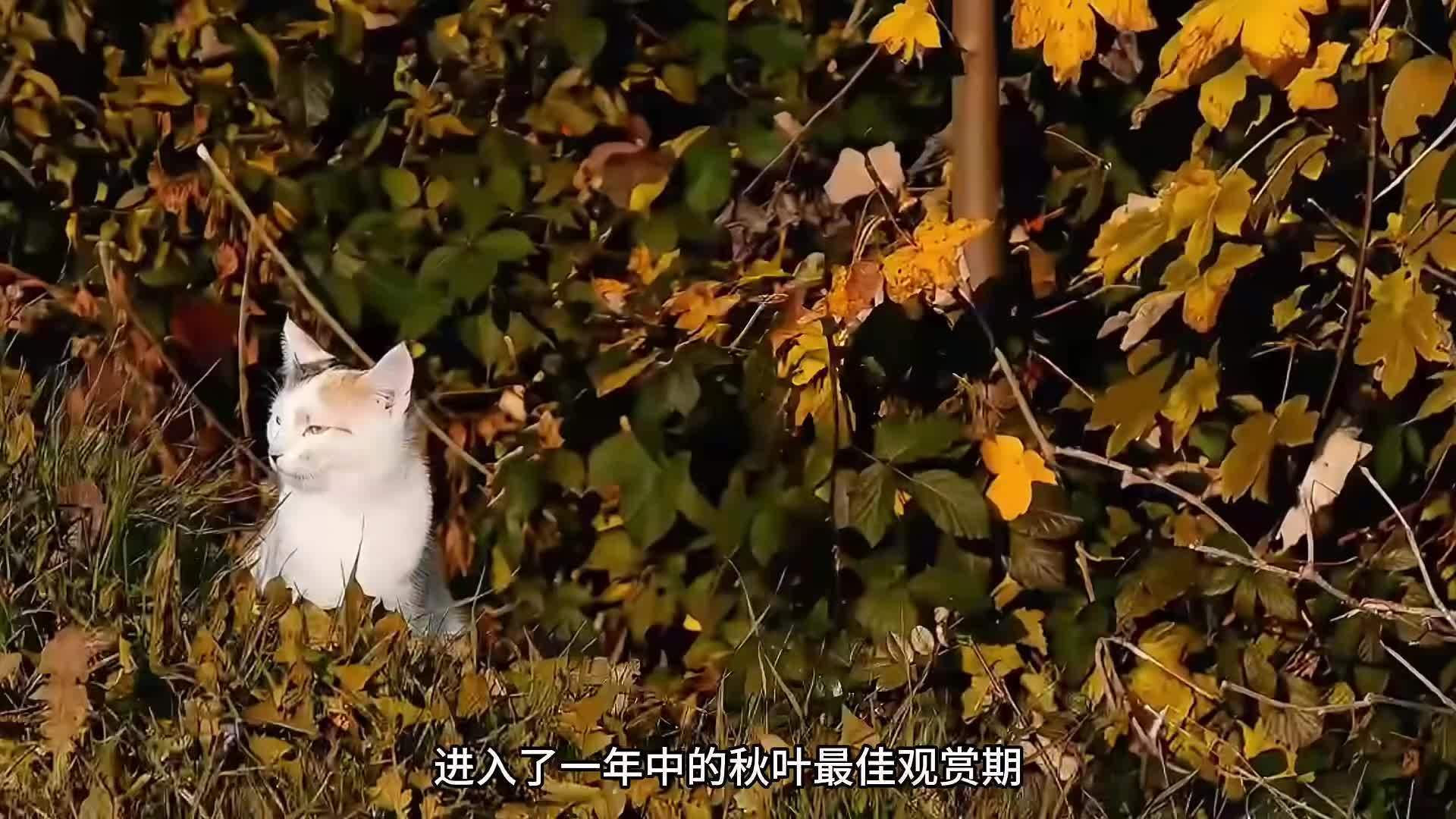 旅行好伙伴百乐顺PiCK UP!
