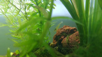 养鱼先放硝化细菌?净化水质水生植物更优秀,养鱼开缸先养水草