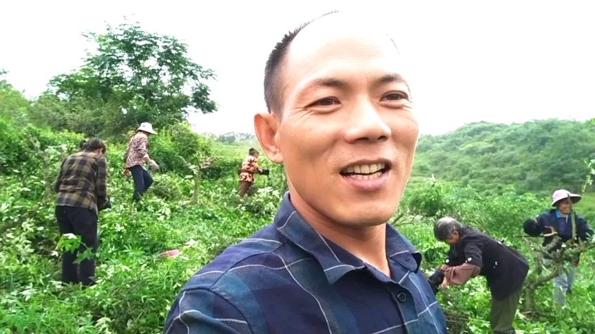 花椒树不打除草剂的后果,以及处理办法。