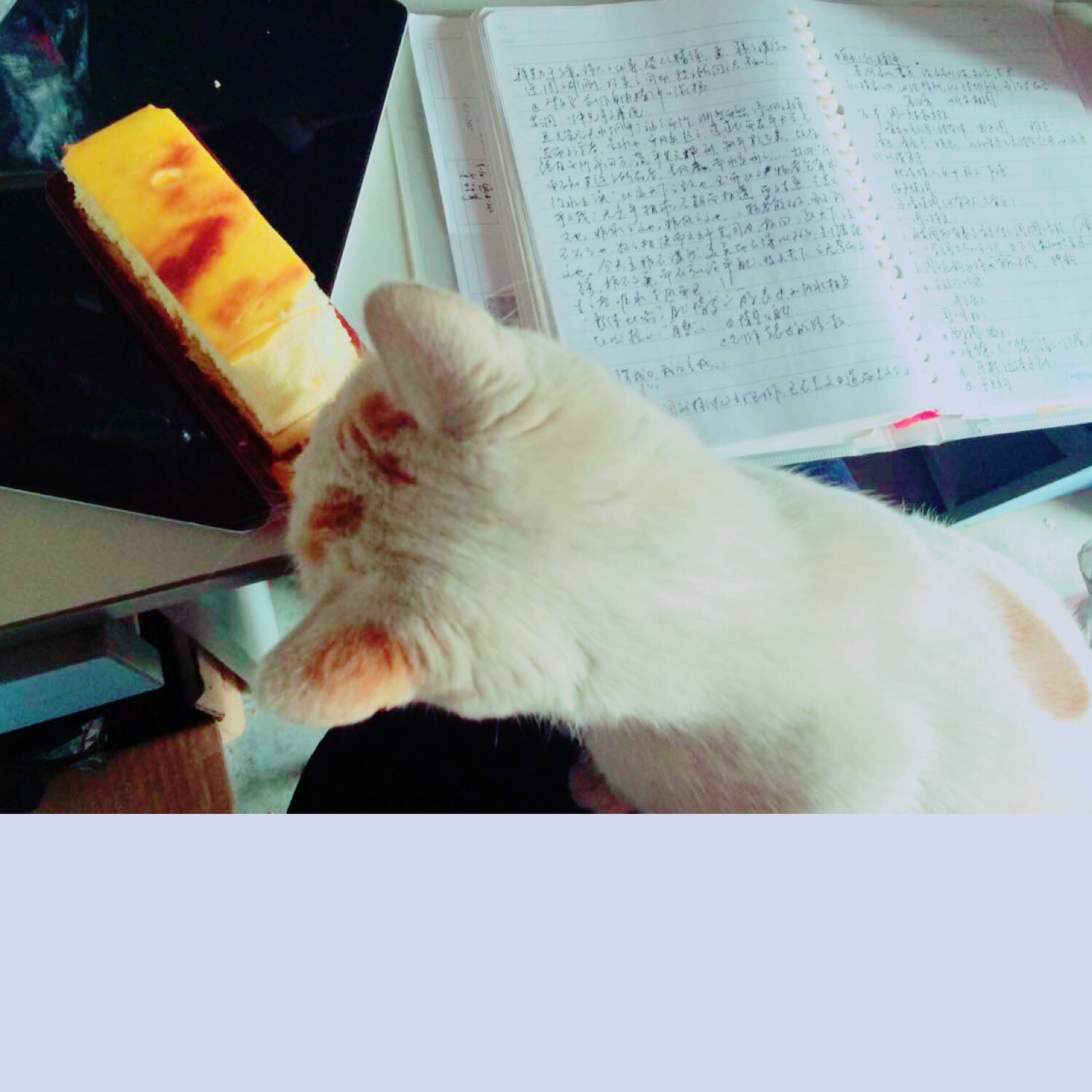 路星小跑 
