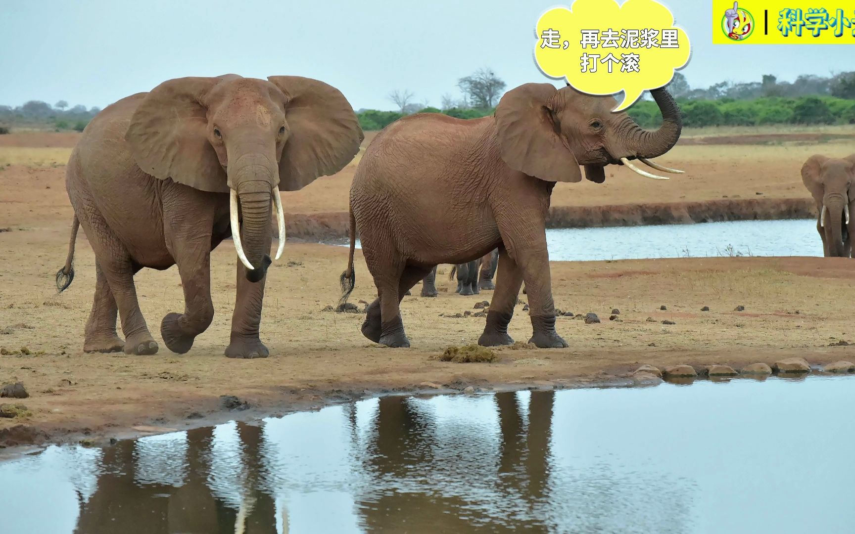 动物“洗澡”,看看谁更奇葩? (1)大象:我喜欢黏糊糊的泥浆浴?