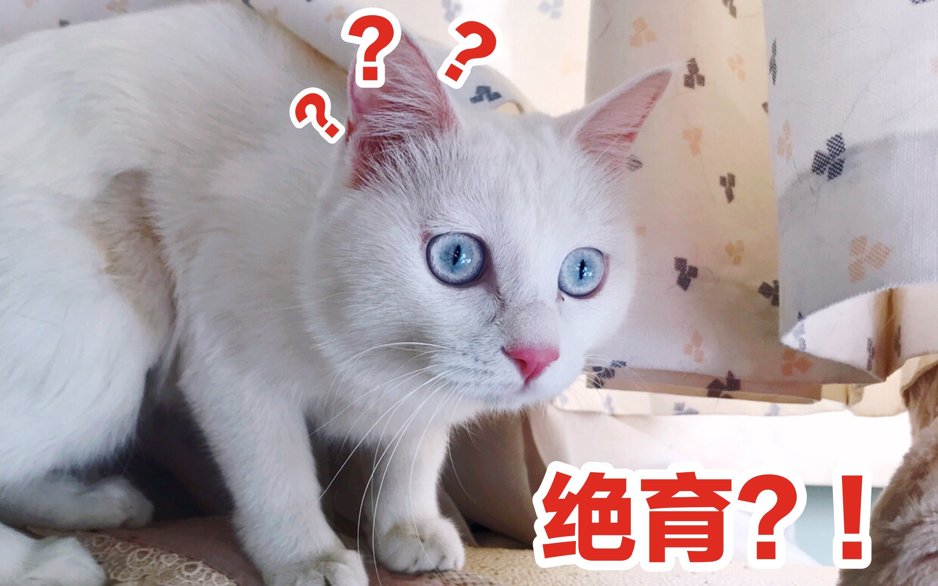 猫咪要割蛋蛋为什么?绝育有没有危害?——绝育科普第一期