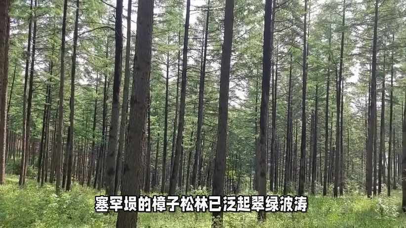 探寻塞罕坝国家森林公园:从皇家猎场到华北绿肺的生态传奇