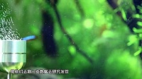 木木水族之水草造景知识第十集 二氧化碳作用_标清