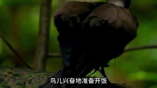 最危险的树木,甚至可以杀死鸟类?