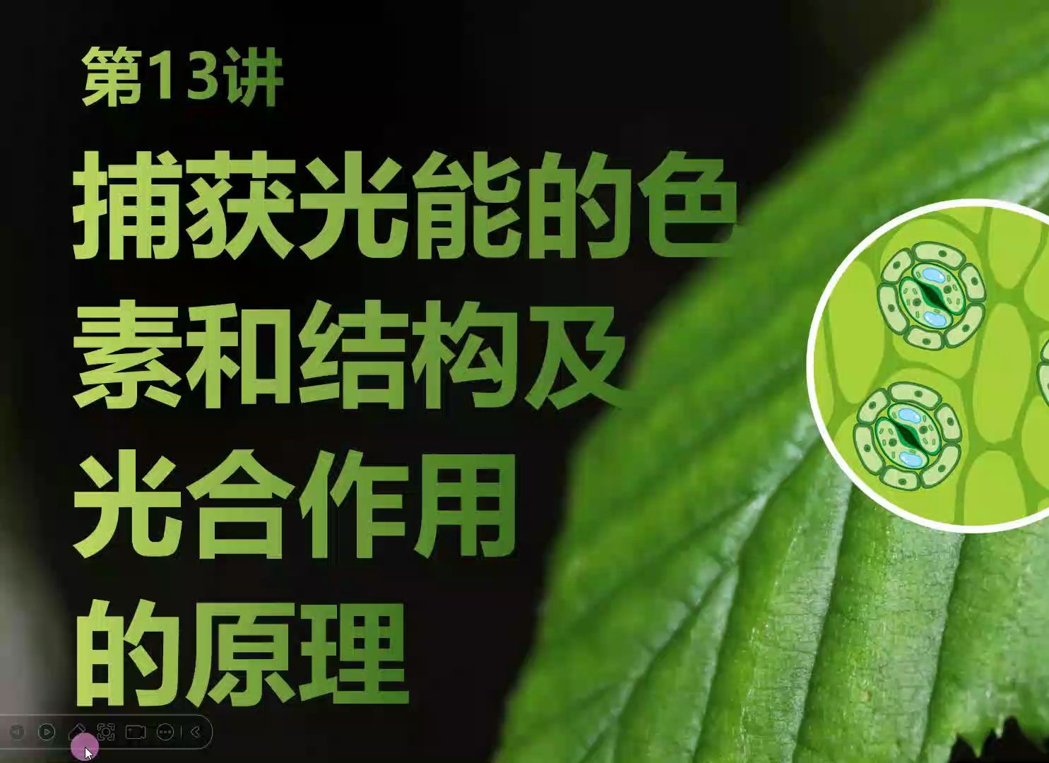 【2025高中生物一轮复习】13讲1捕获光能的色素和结构 光合作用 新...