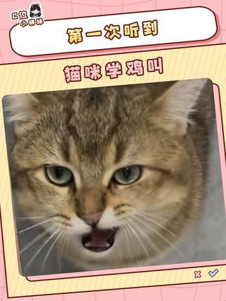 有模仿型猫格的猫猫 #猫咪 #萌宠出道计划 #小猫治愈世界 #动物的...