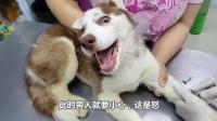 狗狗去检查身体, 抽血的时候发出惨叫, 不知道还以为是被虐待!