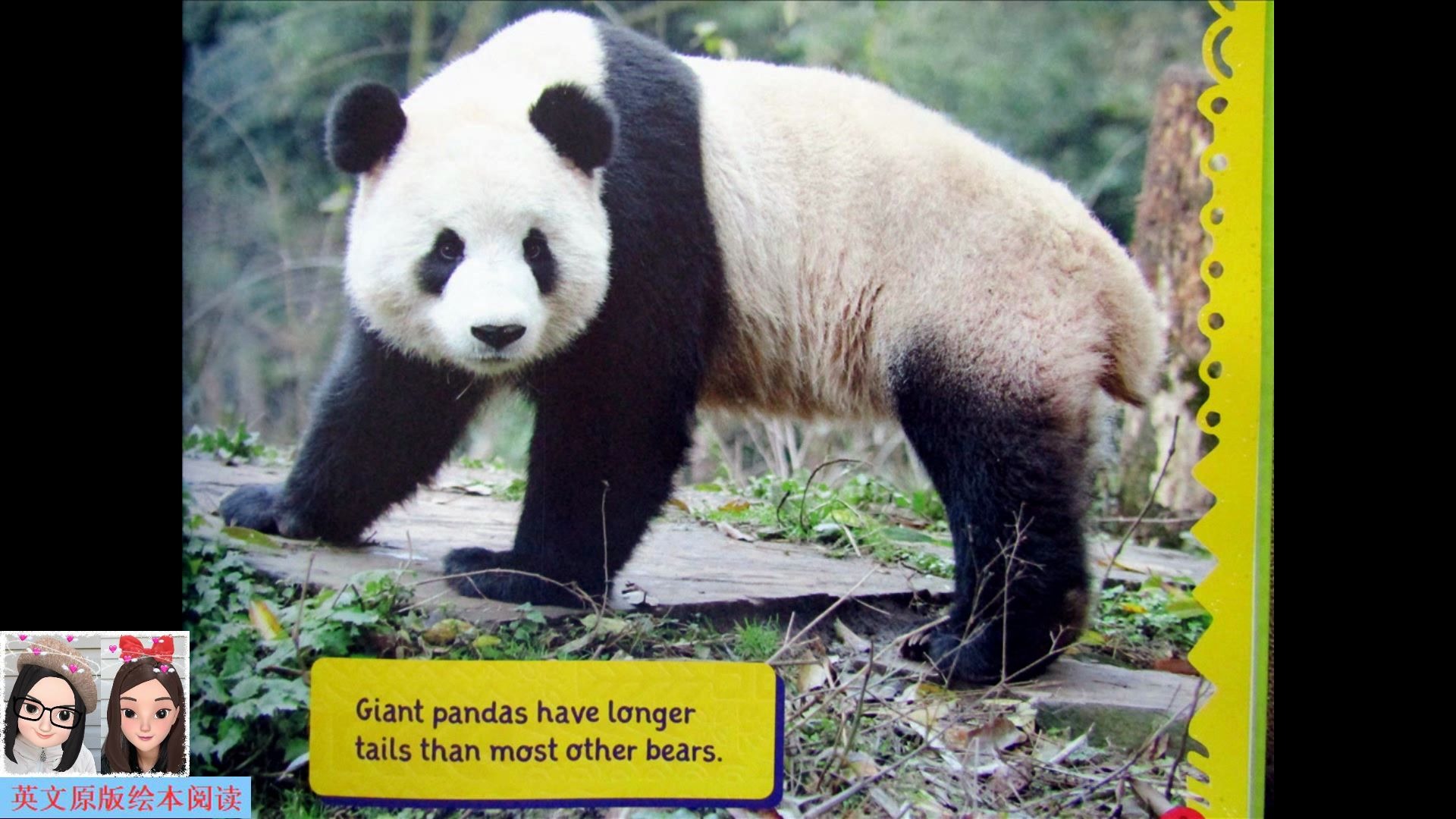 【英文绘本阅读】Animal Kingdom: Pandas 动物王国之大熊猫