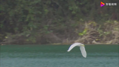 幼象离不开群体保护,单独生存几乎不可能