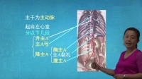 34第三十四讲:脉管系统---动脉(肺动脉、升主动脉、主动脉弓