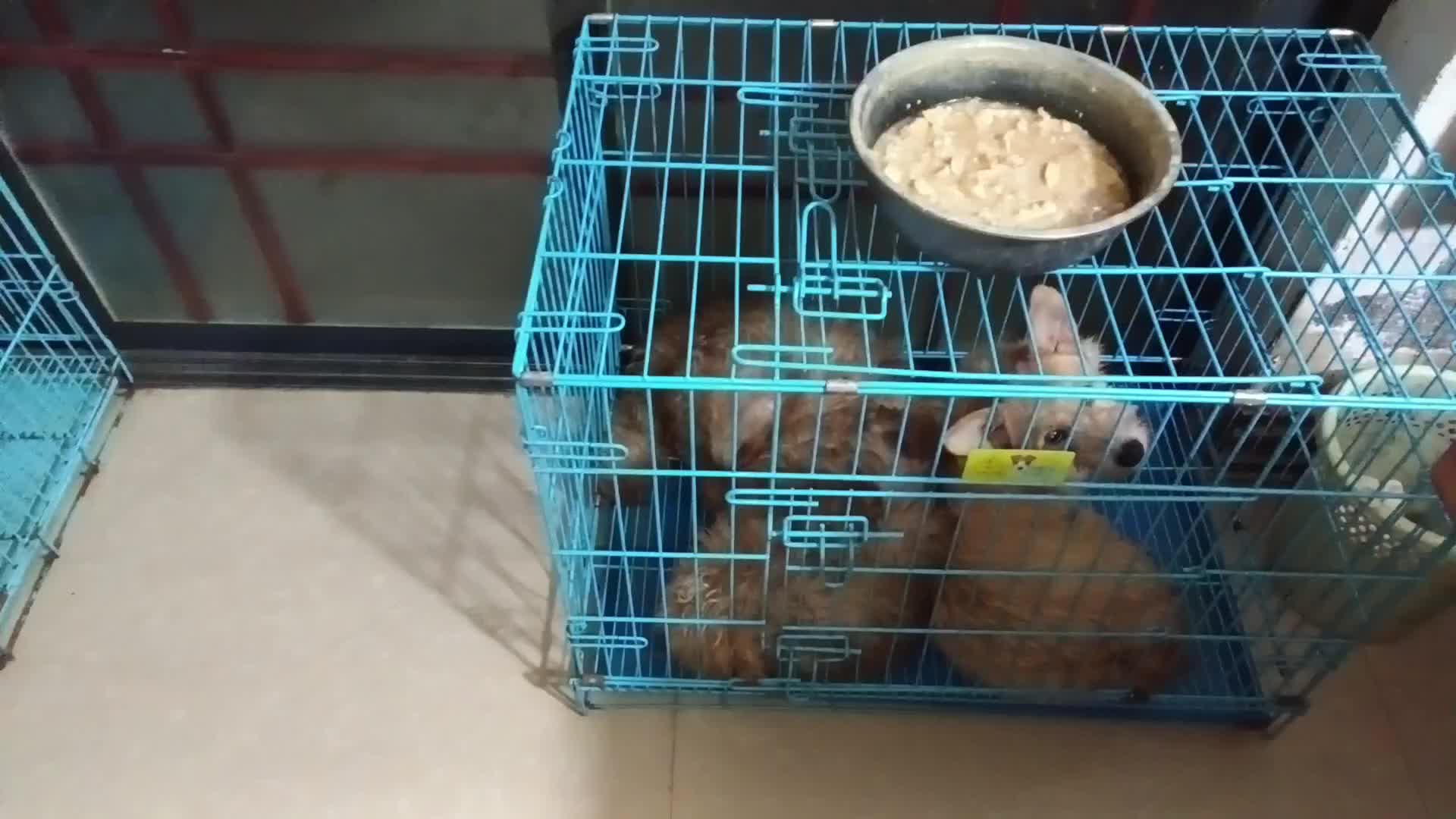 这只晚期的犬瘟热狗狗,目前治疗得还是比较有效果的,病情控制得比较...