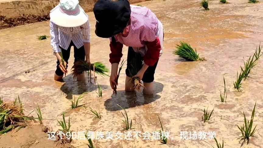 传统手工插秧:两位90后美女没有种过水稻,想体验一下水稻种植