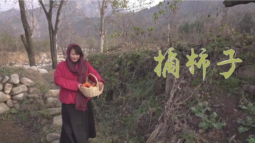 村暗桑枝合,林红柿子繁