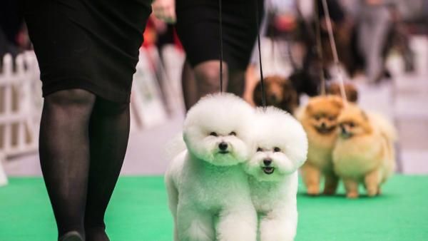 农业部:狗为伴侣动物,不宜列入畜禽管理