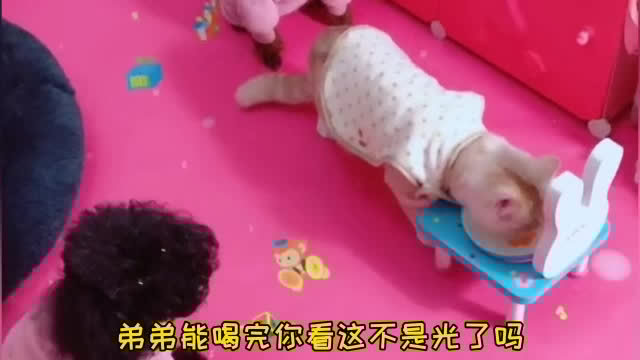 泰迪宝宝们一副不可思议的表情看着妈妈到底怎么了?