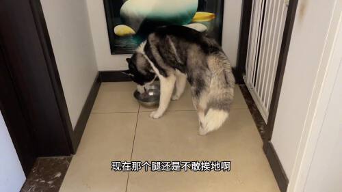狗狗突然惨叫不止,主人跑过去一看,吓得魂都没了