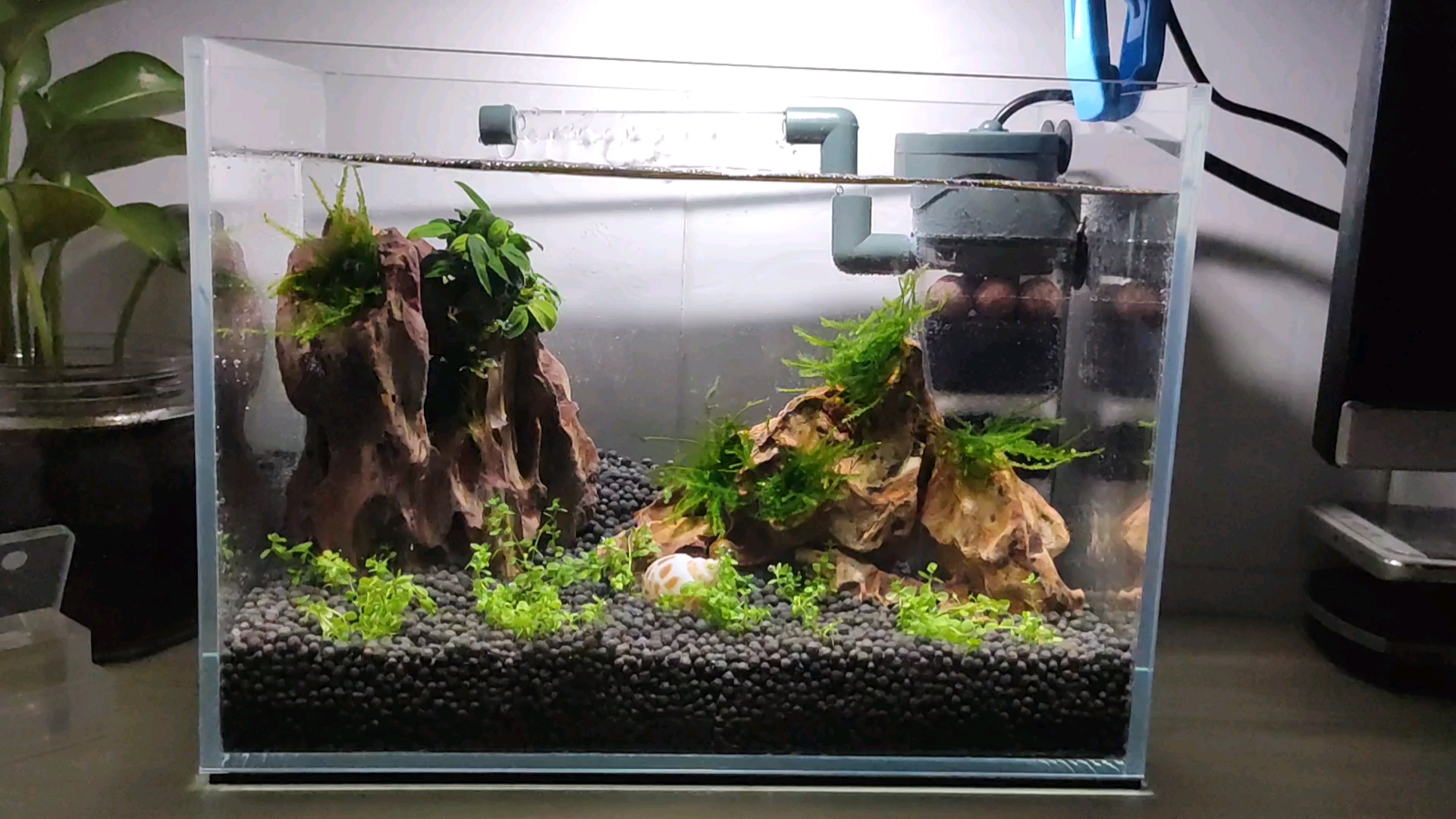 新手第一次开缸