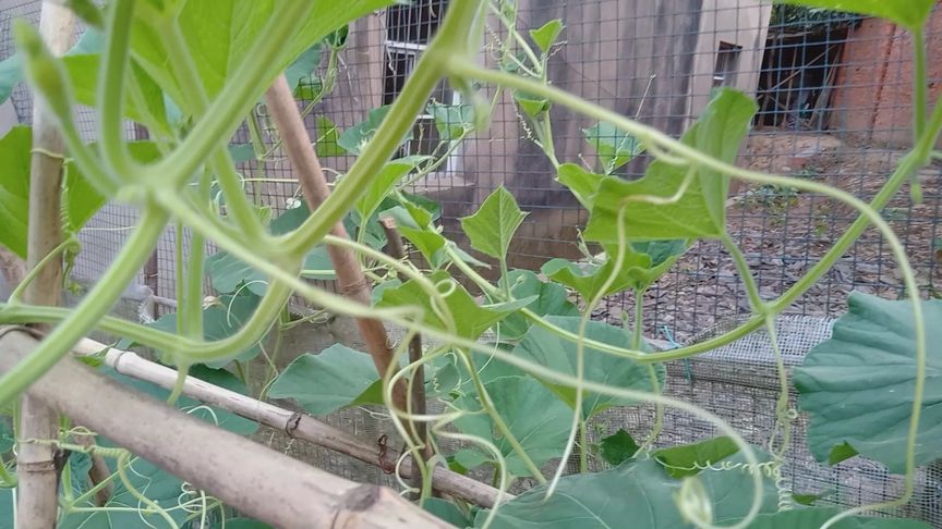 带大家认识葫芦生长记