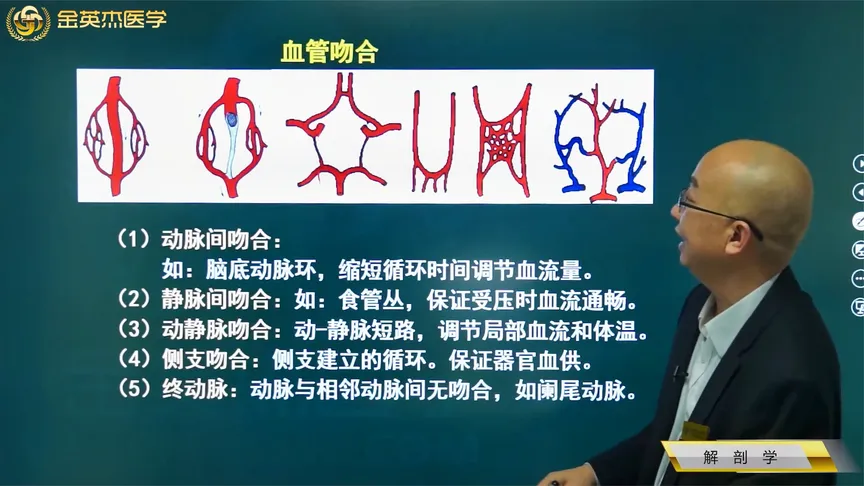 血液循环02血管吻合:动脉间、静脉间、动静脉、侧支、终动脉吻合