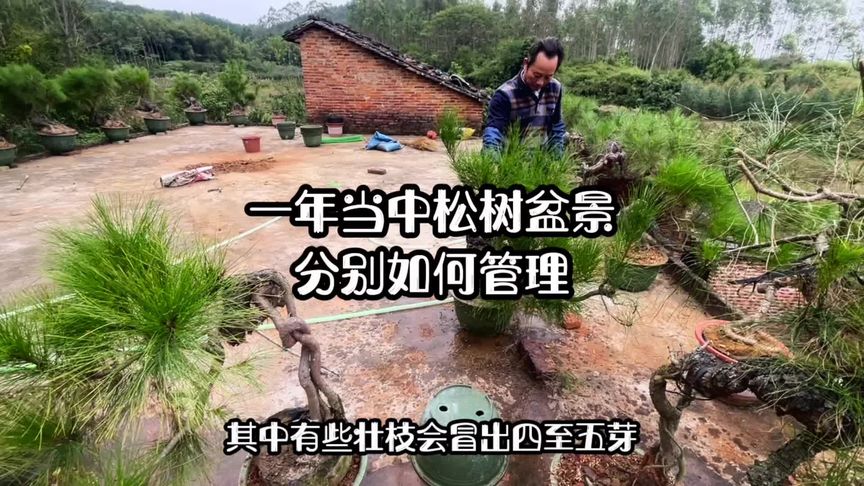松树盆景从一月到十二月分别如何养护管理?#松树盆景