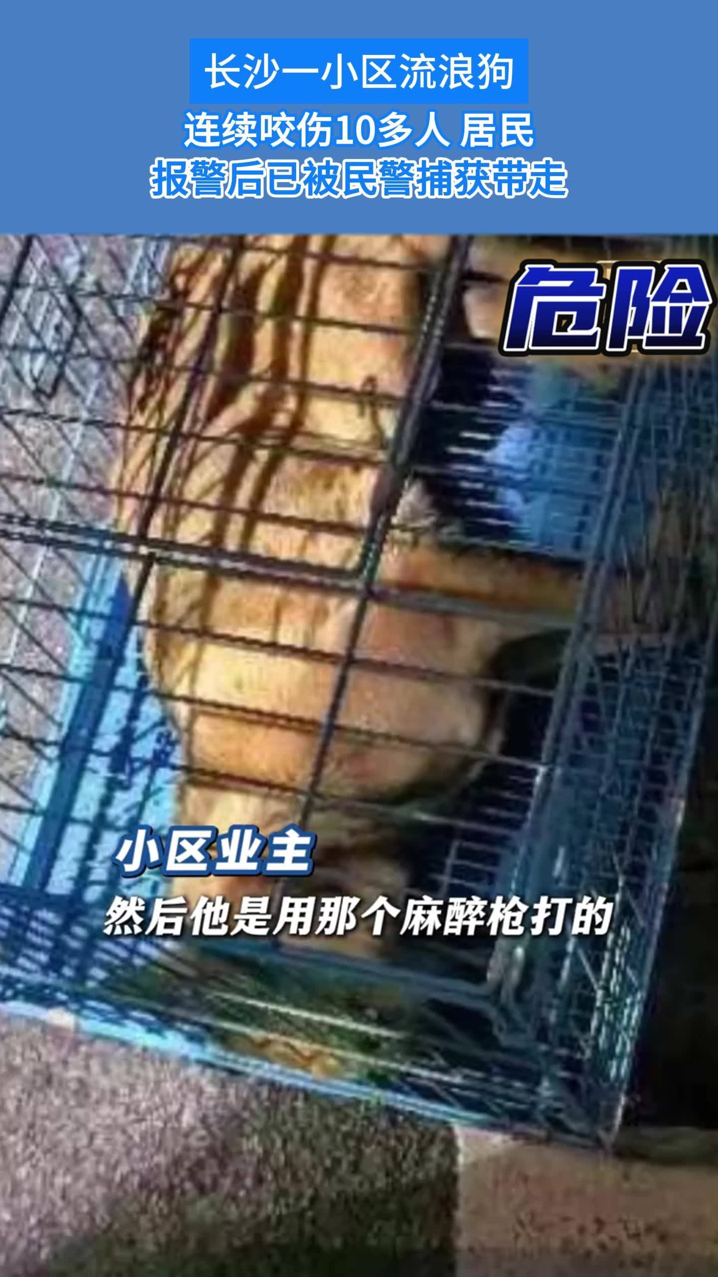 长沙小区流浪狗连续咬伤10多人 居民:报警后已被民警捕获带走