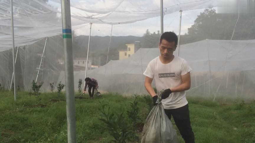 农村小伙果园分享,鸡粪和稻壳的作用与价值