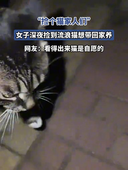"捡个猫家人们",女子深夜捡到流浪猫想带回家养
