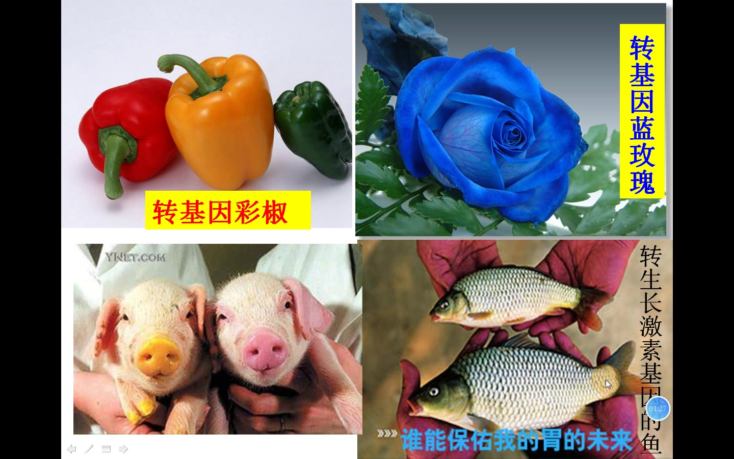 4.1转基因生物的安全性