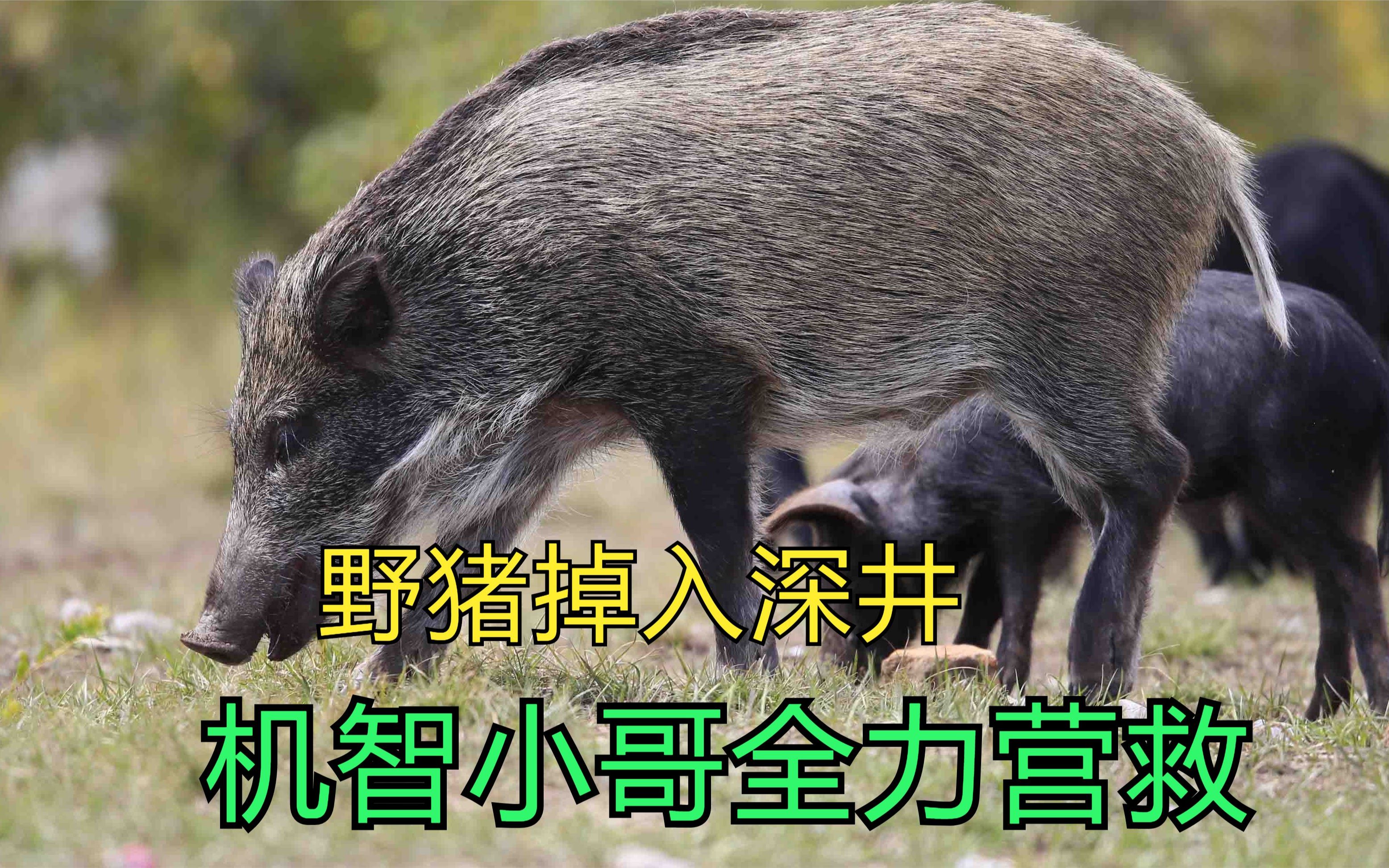 纪录片:小野猪不慎掉入深井,暖心小哥全力营救