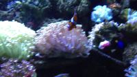 海底世界--小丑鱼