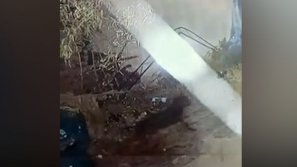 羊被狼咬死?沈阳和平区:是村民养的狗咬的,死羊数目核实中